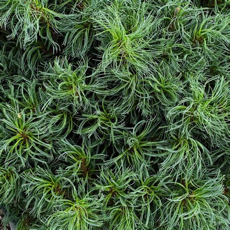 Mini Twists White Pine Gertens Garden Center