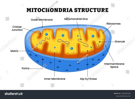 Mitochondria Structure Anatomy Labeled Cristae Junction Stock Vector Royalty Free 2587687193
