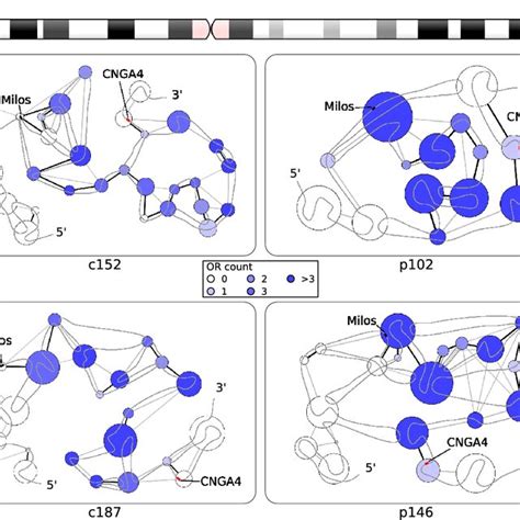 Reconstructions Of Whole Genome Chromatin Ensemble For Olfactory Download Scientific Diagram