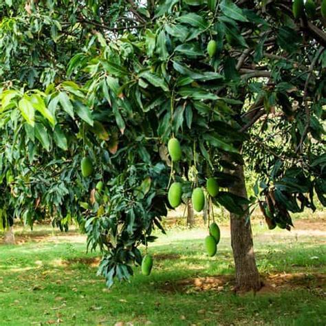 Mango Flowering Trees Moon Valley Nurseries