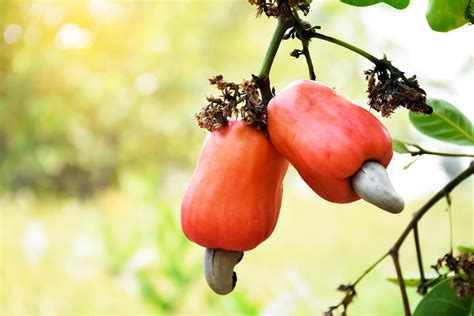 Cashew Apple Fruit Uses At Oliver Lake Blog