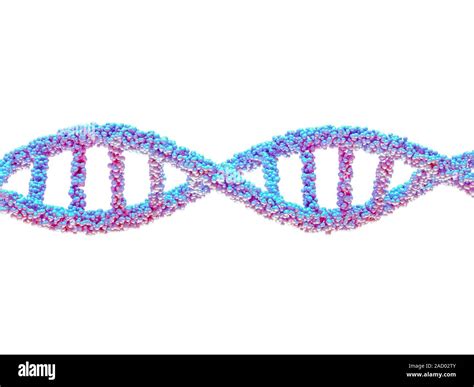 Dna Molecule Computer Illustration Of A Double Stranded Dna Deoxyribonucleic Acid Molecule