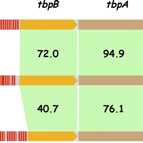 Syntenic Repeat Arrays Showing Variation In Repeat Number And Array