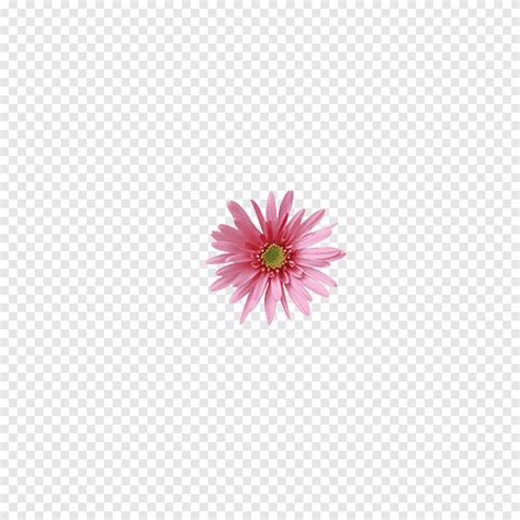 Хризантема чайная Цветущий чай Хризантема xd7grandiflorum, Хризантема ...