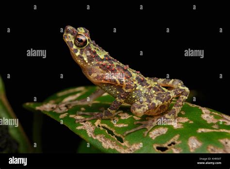 Bornean Rainbow Toad Ansonia Latidisca Unseen Since 1924 It Was Rediscovered In 2011 Gunung
