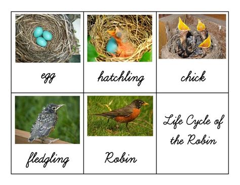 Free Printable Life Cycle Of The Robin