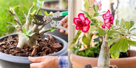 How To Grow And Care For Desert Rose Adenium Obesum Natural Garden Tips