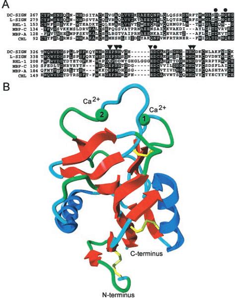 the three dimensional structure of the c type lectin domain of dc sign
