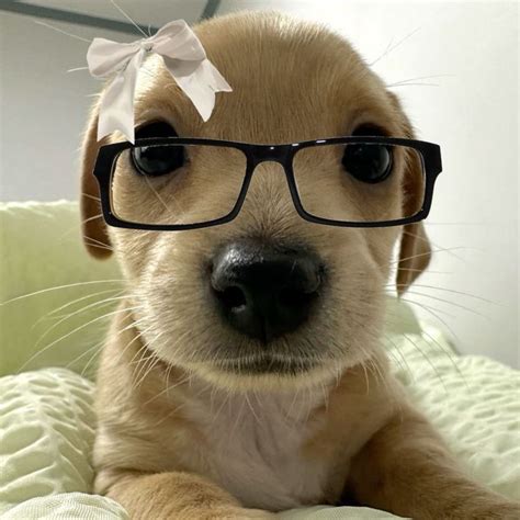 Aesthetic Dog Pfp