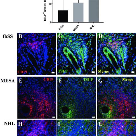 A Negative Control Of Tslp Staining By Immunohistochemistry In