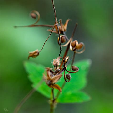 Geranium Maculatum Native Gardens Of Blue Hill