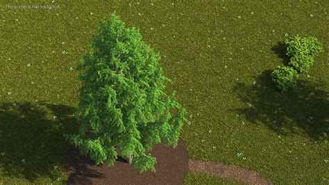 Tall Larch Tree Green With Cones 3d Model 49 3ds Blend C4d Fbx Max Ma Lxo Obj Free3d