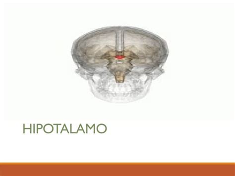22 Hipotalamo Medicina 10 Universidad Católica De Honduraspptx