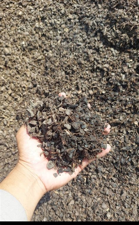 palm kernel shells inaexport
