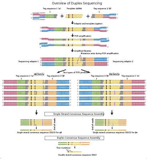 duplex sequencing wikiwand