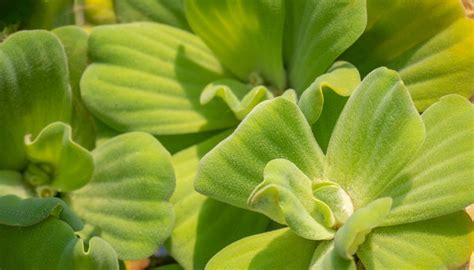 How Does Duckweed Reproduce Sciencing