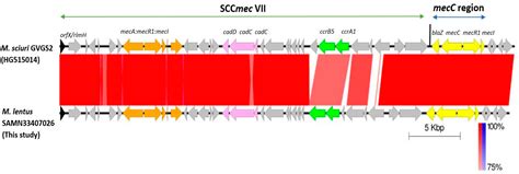 Prevalence And Molecular Characterization Of Methicillin Resistant Staphylococci Mrs And