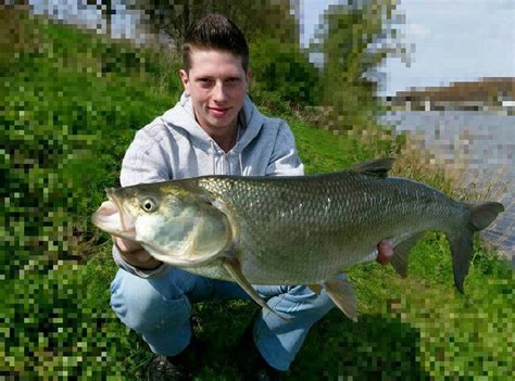 Rapfen Angeln Tipps Wie Man Rapfen Fängt