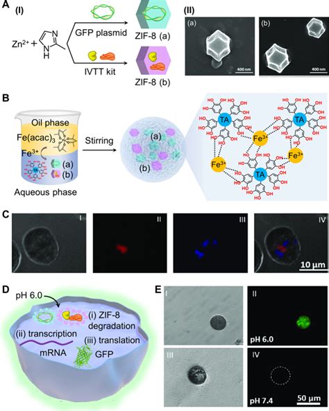 Dynamic Transcription Machineries In Protocells Journal Of The