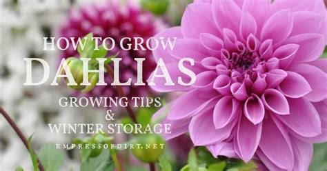 Dahlia Plant Care How To Grow Dahlia In A Pot Dahlia