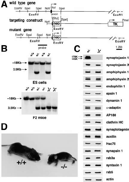 Generation Of Synaptojanin 1 Knockout Mice A Schematic Representation Download Scientific