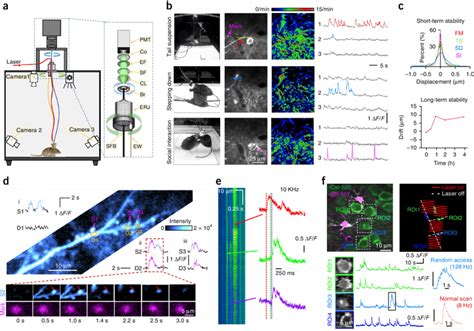Imaging Visual Cortex Activity In A Mouse During Different Behavioral