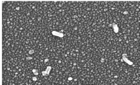 Figure 15 SEM Images Of The GaN Sensor 81 Review Of GaN Nanowires Based Sensors Science