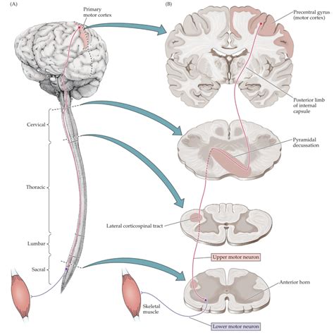 Lateral Corticospinal Tract Diagram Quizlet