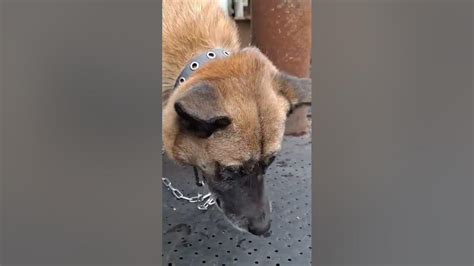 공장개ㅡ먹을때집중력 Youtube