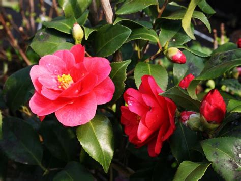 ვარდები And მარადმწვანე დეკორატიული მცენარეები ქუთაისში 🌷 კამელია მარადმწვანე ხეებისა და