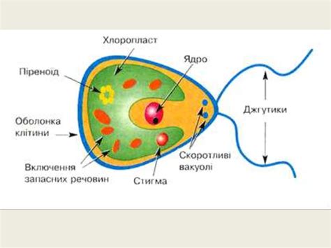 Хламідомонада хлорела одноклітинні рослини середовища існування процеси життєдіяльності