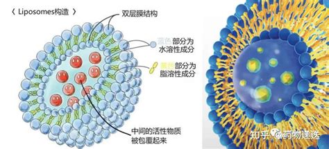 药物递送（一）——脂质体技术 知乎