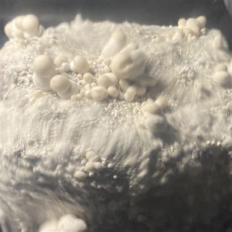 Is This A Blob Or Mutation Rshrooms