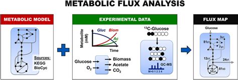 Guidelines For Metabolic Flux Analysis In Metabolic Engineering Methods Tools And