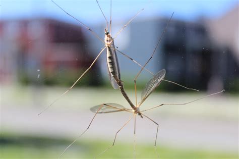 TW Pornstars Maddy Twitter Bugs Decided To Fuck On My Window So Naturally I Invaded 7 36 PM