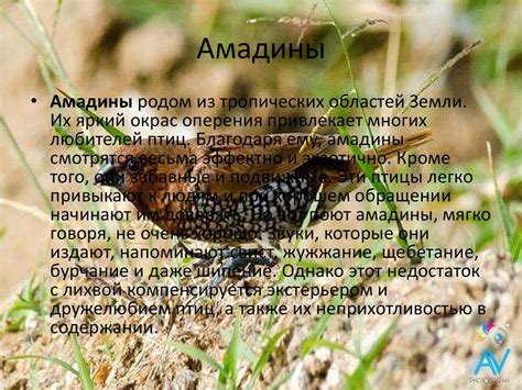 Кормление декоративных птиц - презентация онлайн