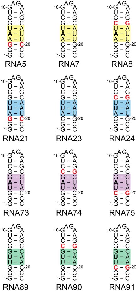 Rna Constructs Used In This Study Red Nucleotides Indicate The