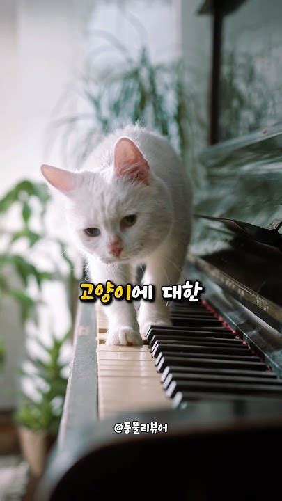 고양이를 알아보자 Youtube