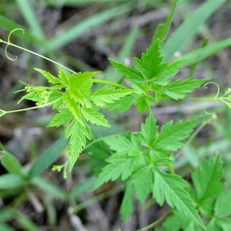 Buy Mudakathan Plant In Chennai Authentic முடக்கத்தான் கீரை செடி