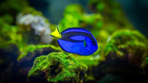 Blue Hippo Tang Tropic Reef Aquatics
