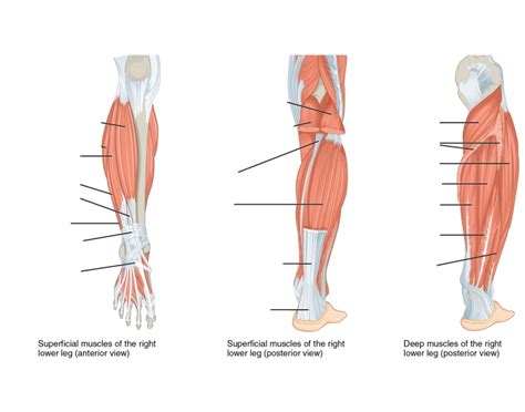 Extensors And Flexors For The Foot Quiz