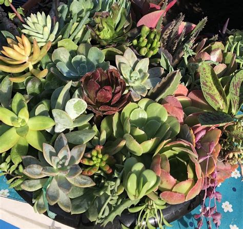 50 Cutting Mix Colorful Succulents 4 8” Ebay