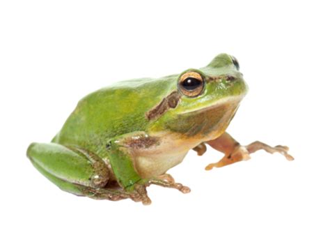 European Tree Frog Wildlife Studio White Background Frog PNG Transparent Image And Clipart