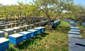 What Is A Langstroth Hive Beekeeping