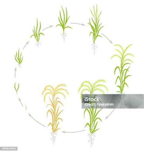 쌀 식물의 성장 단계 서클 라이프 사이클 농업 쌀은 단계를 증가시다 오리자 사티 진행률 애니메이션입니다 논에 대한 스톡 벡터