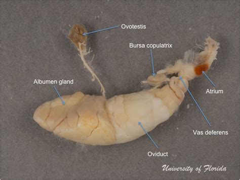 Slug Dissection Terrestrial Mollusk Tool