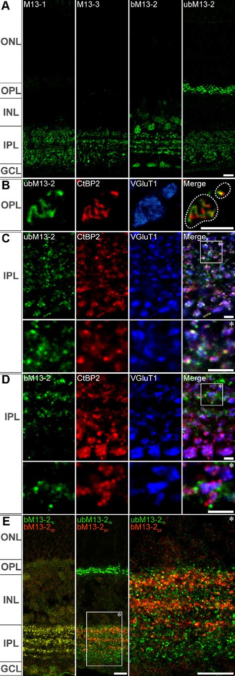 Presynaptic Active Zone Membrane Semantic Scholar