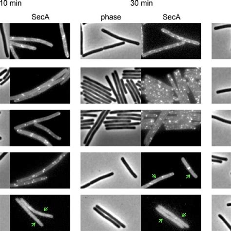 Bacterial Cytological Profiling Of B Subtilis 168ca Treated With Es24