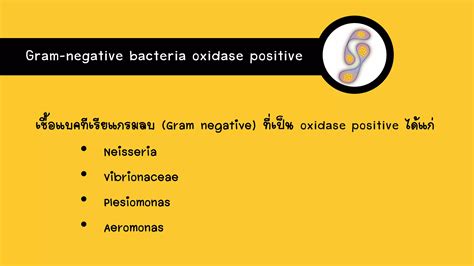 Gram Negative Bacteria Oxidase Positive Pdf