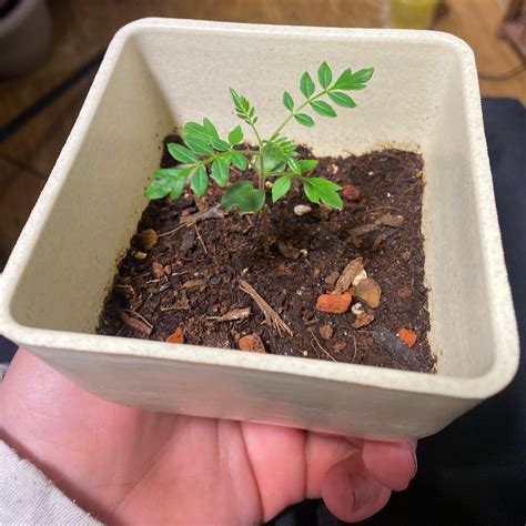 At What Point Does A Seedling Become A Sapling Rhouseplants